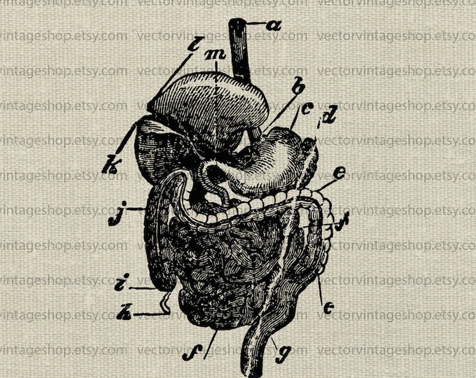 Digestive System Vector Line Art, Laser Engraving Files (digital ...