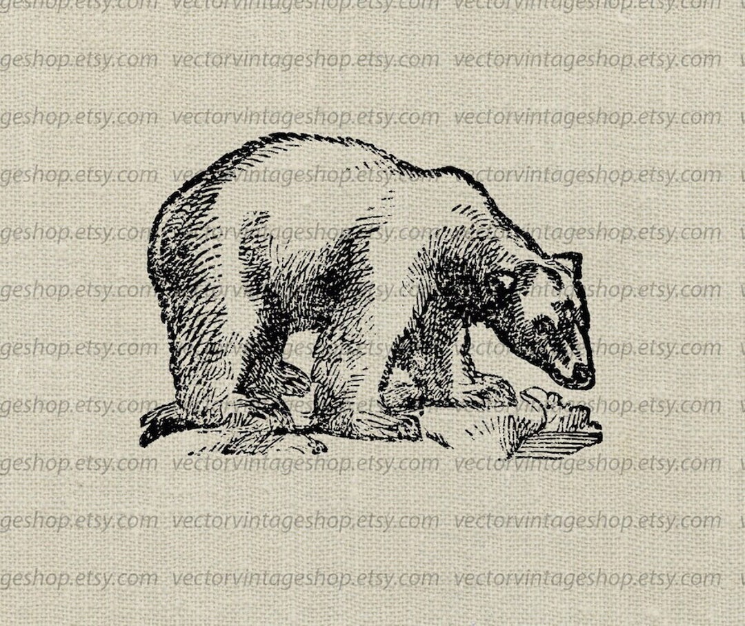 POLAR BEAR SVG File, Vintage Vector Clipart, Wild Animal, Endangered ...