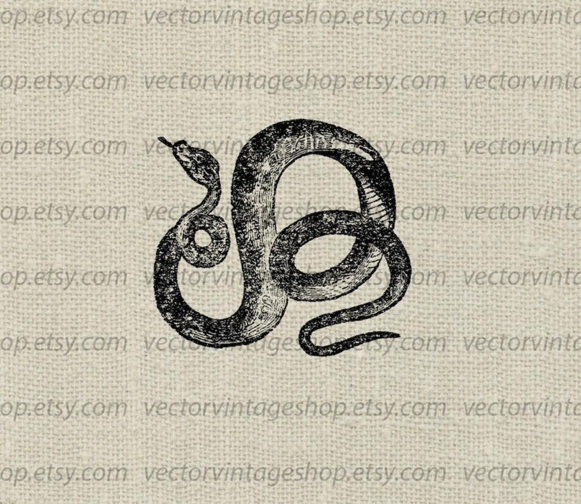 COILED SNAKE SVG File, Boa Constrictor, Vintage Style Vector Illustration, Printable Download ...