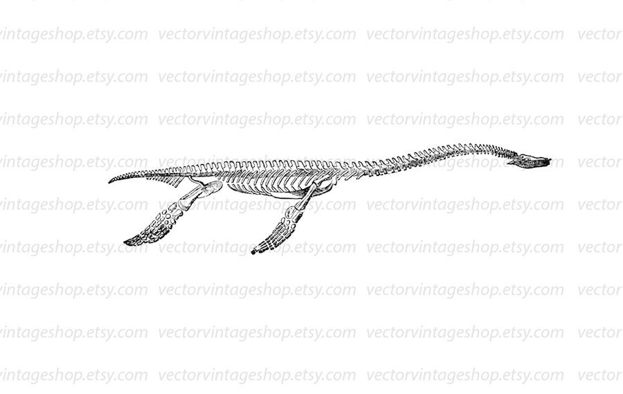 Vintage Plesiosaur Skeleton Illustration: Dinosaur Fossil SVG, PNG, EPS ...