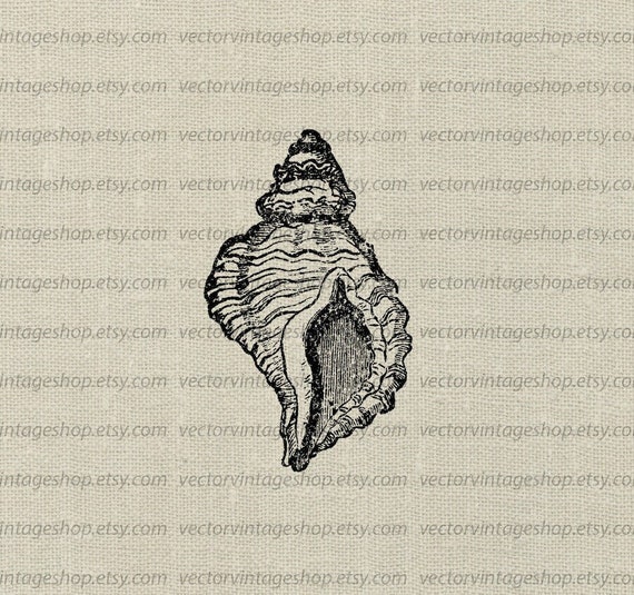 SEASHELL SVG File Vintage Style Vector Illustration Summer | Etsy