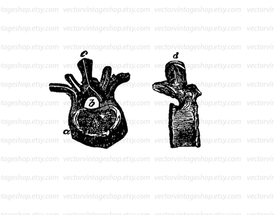 VERTEBRA SVG File, Vintage Backbone Vector, Human Bones, Anatomy ...