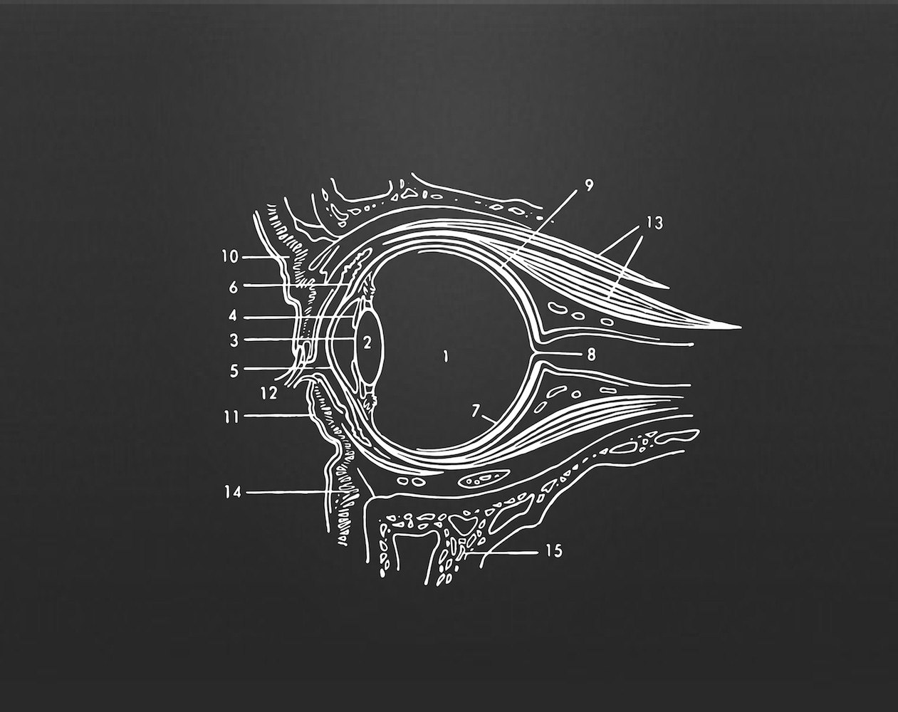 EYE ANATOMY SVG File, Eye Muscles Diagram, Medical Vector Clip Art ...