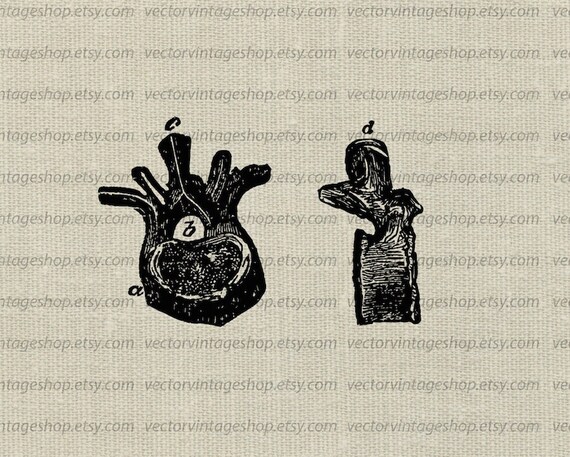 VERTEBRA SVG File Vintage Backbone Vector Human Bones | Etsy