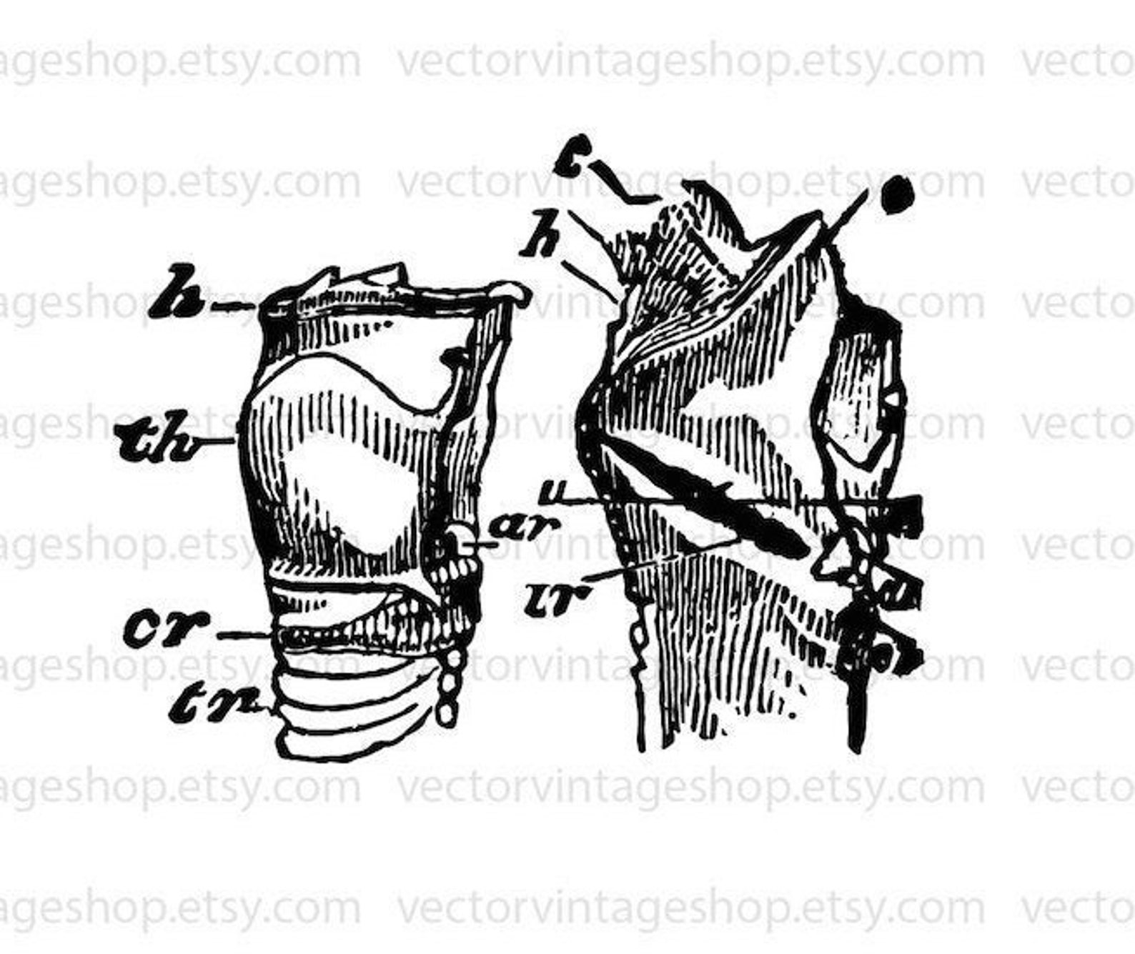 LARYNX SVG File, Anatomy Diagram, Vintage Vector Clipart, Medical ...