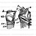 LARYNX SVG File, Anatomy Diagram, Vintage Vector Clipart, Medical ...