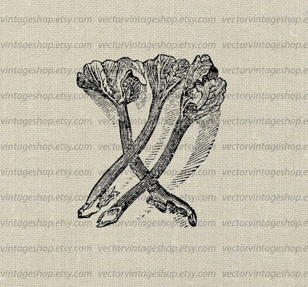 RHUBARB SVG File, Vintage Style Vector Illustration, Kitchen Decor ...