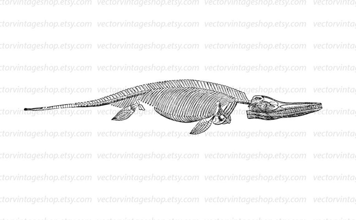 ICHTHYOSAURUS SKELETON SVG, Aquatic Reptile Clipart, Printable Download ...