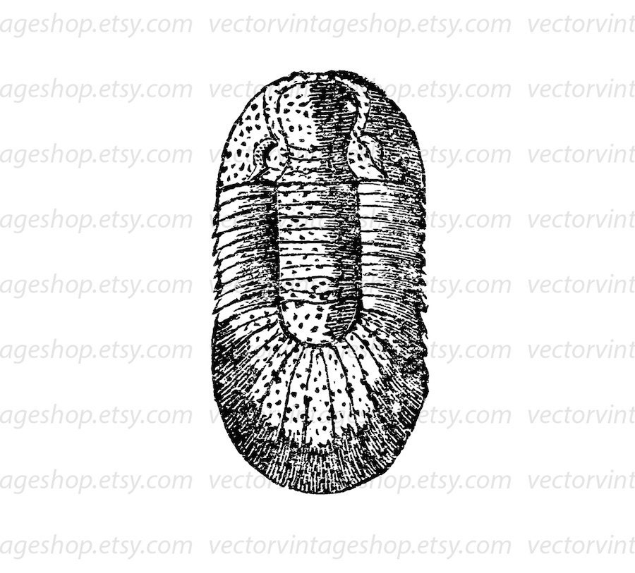 TRILOBITE FOSSIL SVG - Vintage Style Vector Clip Art, Sea Fossil ...