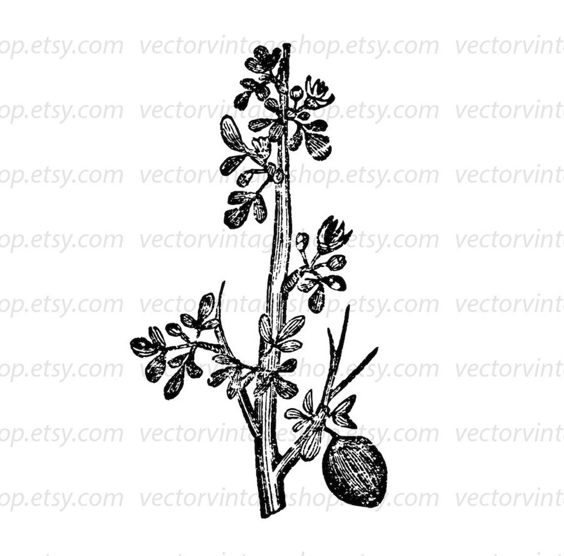 MYRRH PLANT SVG File, Vintage Herb Vector Clipart, Printable Download ...