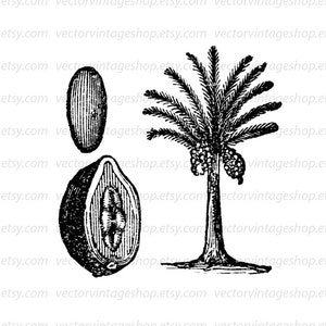 DATE TREE SVG File, Date Palm Vector, Instant Download, Vintage ...