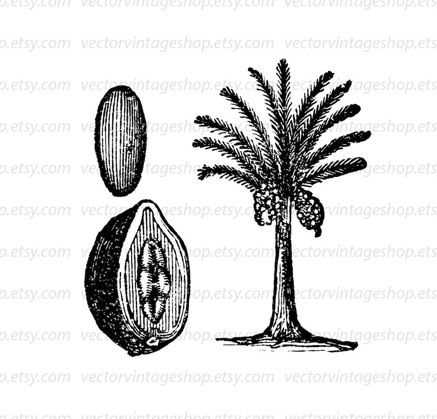 DATE TREE SVG File, Date Palm Vector, Instant Download, Vintage ...