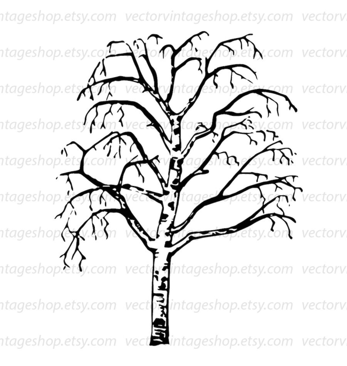 BIRCH TREE SVG File, Vintage Vector Illustration, Leafless Tree ...