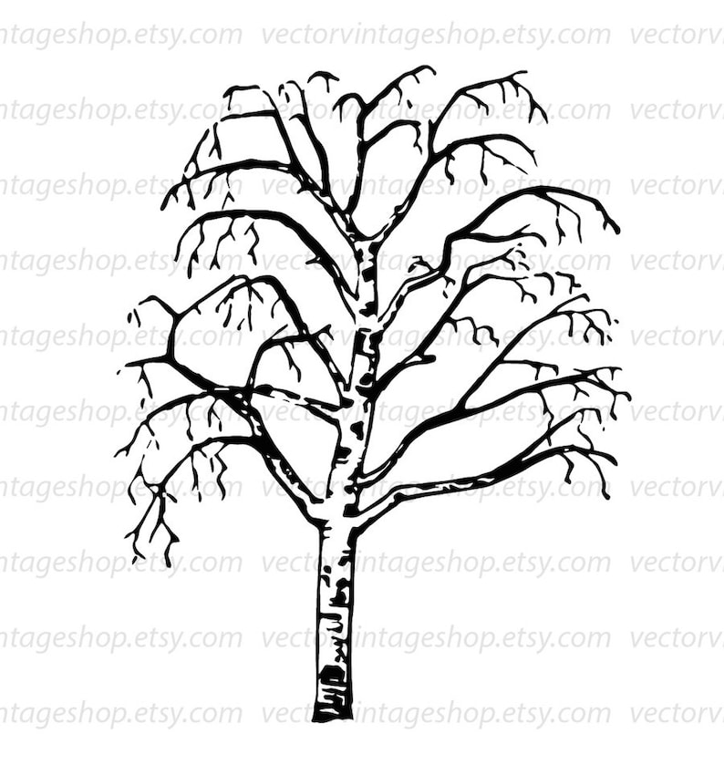 BIRCH TREE SVG File, Vintage Vector Illustration, Leafless Tree ...