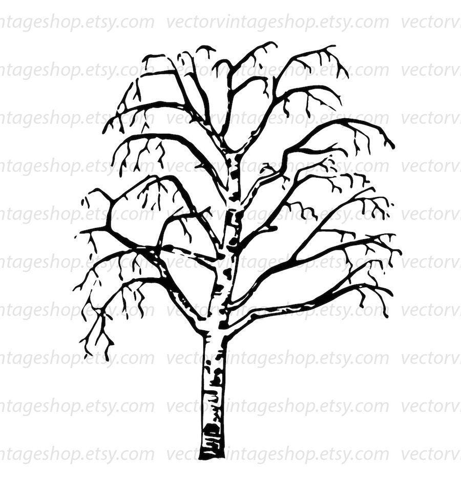 BIRCH TREE SVG File, Vintage Vector Illustration, Leafless Tree ...