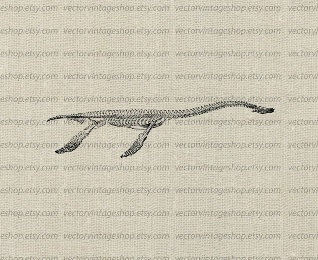 Vintage Plesiosaur Skeleton Illustration: Dinosaur Fossil SVG, PNG, EPS ...