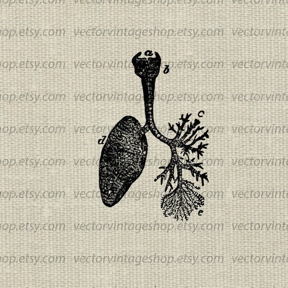 TRACHEA SVG File Wind Pipe Vintage Illustration Lungs - Etsy Australia