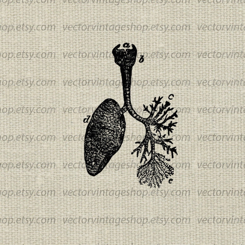 TRACHEA SVG File, Wind Pipe Vintage Illustration, Lungs Throat, Digital ...