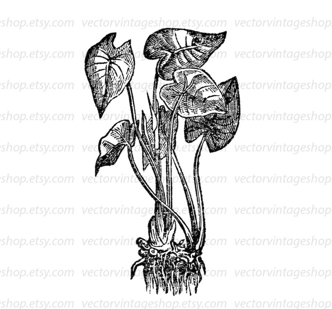 TARO PLANT SVG File, Broad Leaves, Elephant Ears, Vintage Style Vector ...
