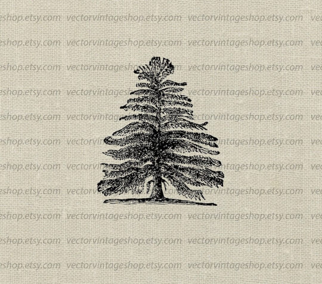 LARCH TREE SVG File, Vintage Style Vector Clipart, Printable Download ...