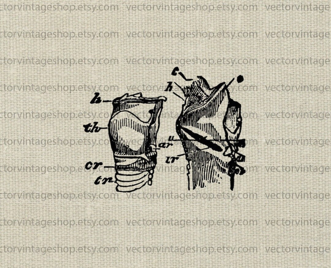 LARYNX SVG File, Anatomy Diagram, Vintage Vector Clipart, Medical ...