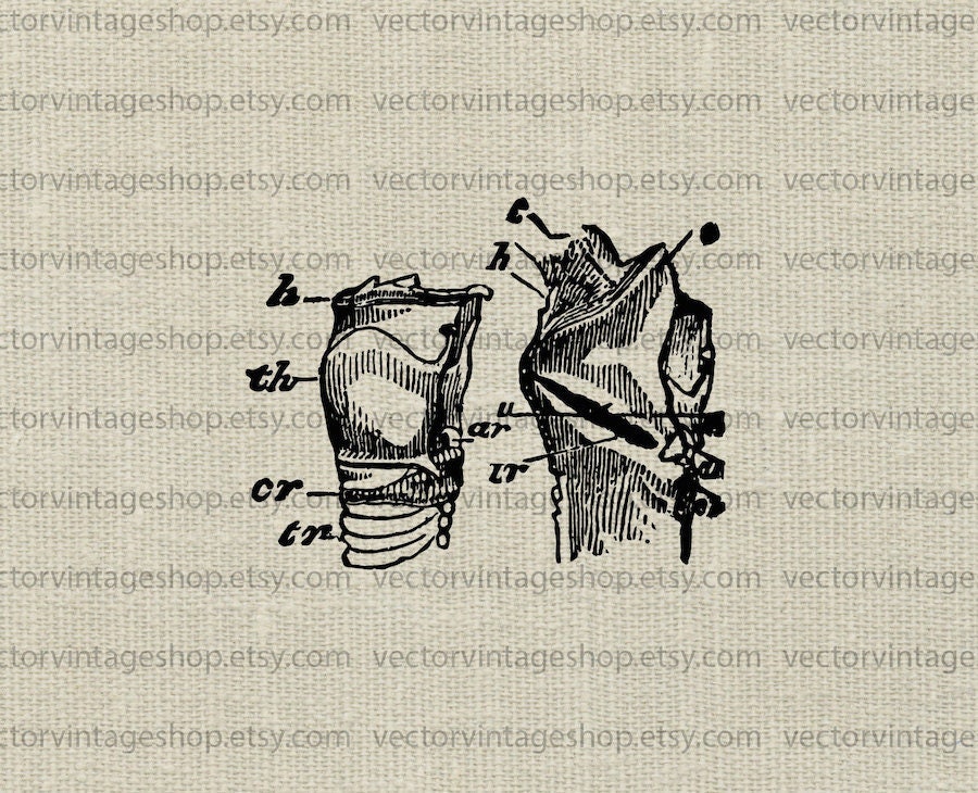 LARYNX SVG File, Anatomy Diagram, Vintage Vector Clipart, Medical ...