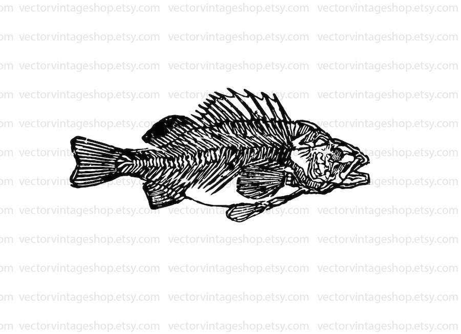 PERCH SVG File, Vintage Style Vector Illustration, Fish Skeleton ...