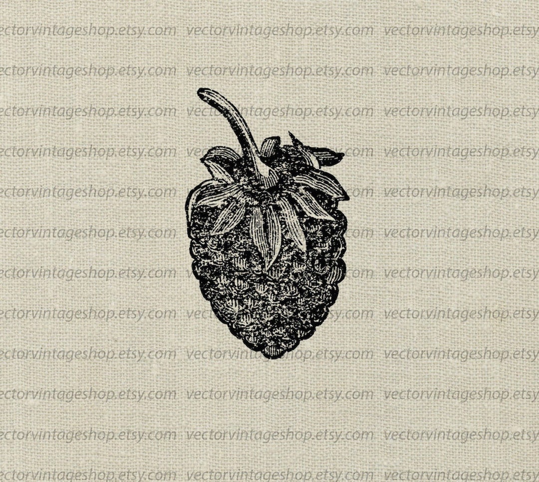 RASPBERRY STEM SVG File, Vintage Berry Illustration, Fruit Clipart ...