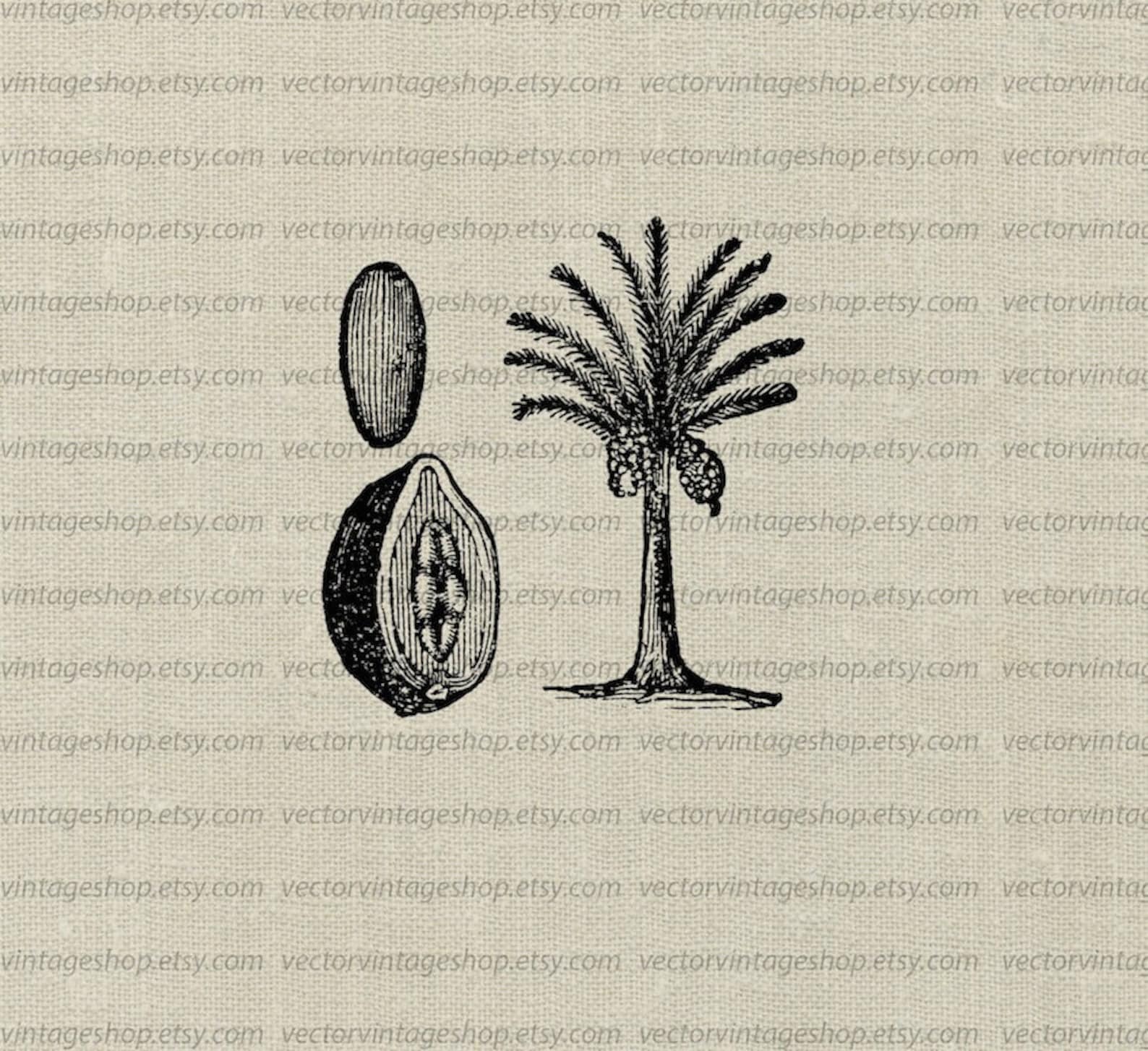 DATE TREE SVG File, Date Palm Vector, Instant Download, Vintage ...