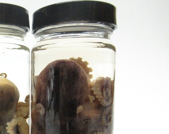 Preserved octopus | Etsy