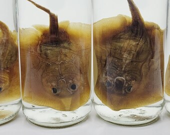 Large Stingray Wet Specimen. What a Smile - Etsy