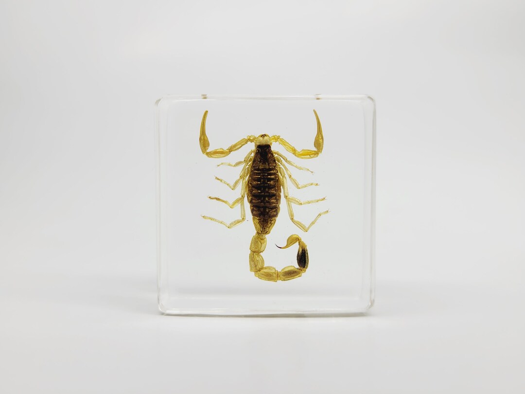 Real Brown Scorpion in Lucite, Resin - Etsy