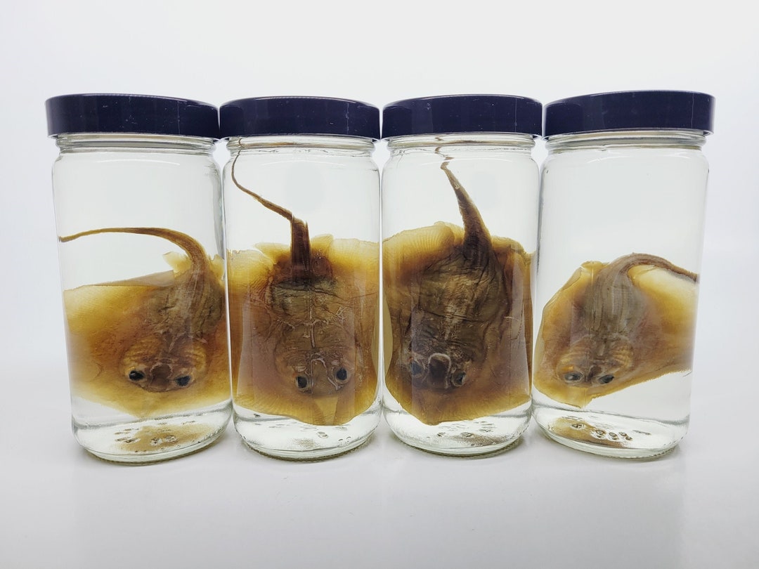 Preserved Stingray, Wet Specimen, Mature - Etsy