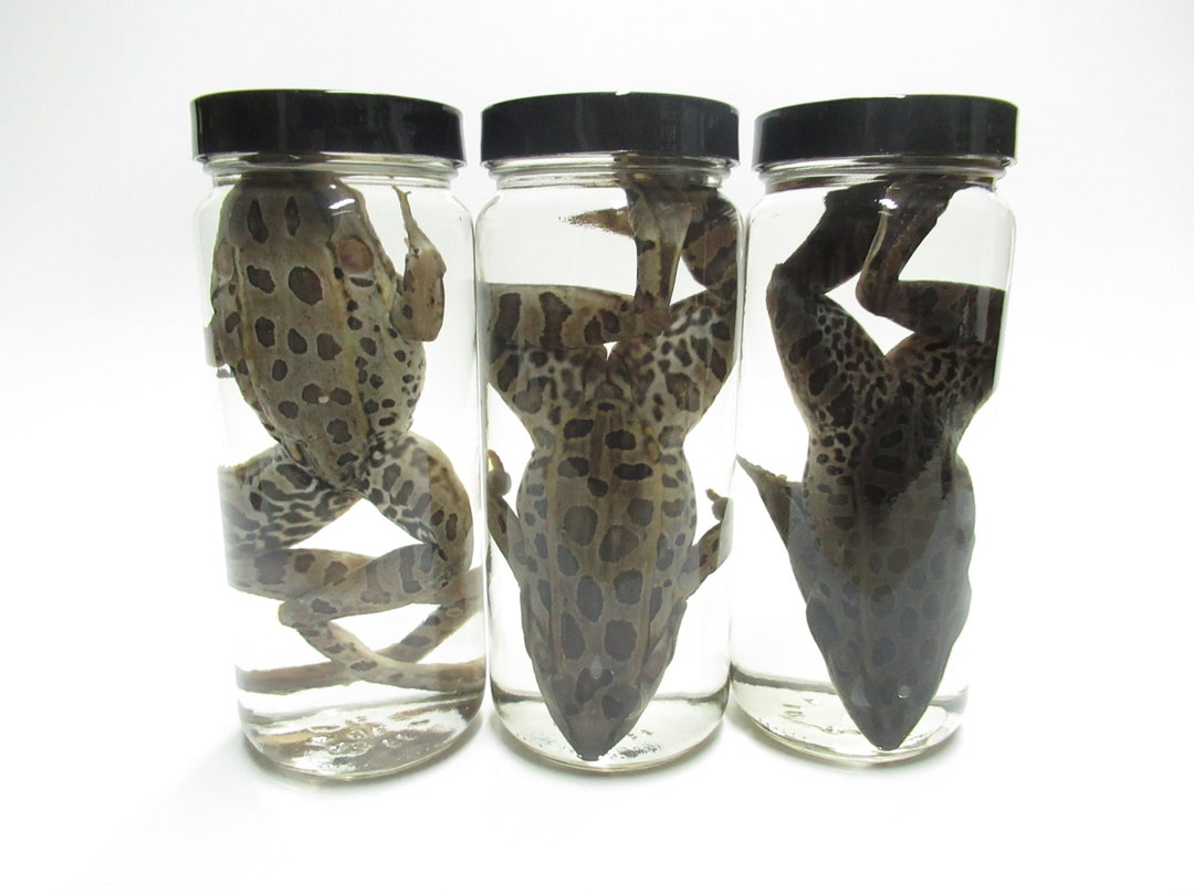Preserved XL Frog, Wet Specimen, Mature - Etsy