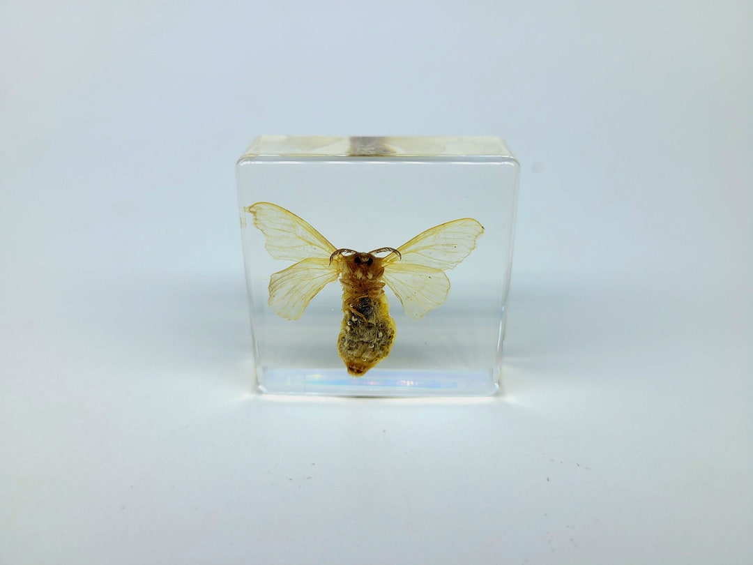 Silkworm Moth in Lucite, Resin - Etsy