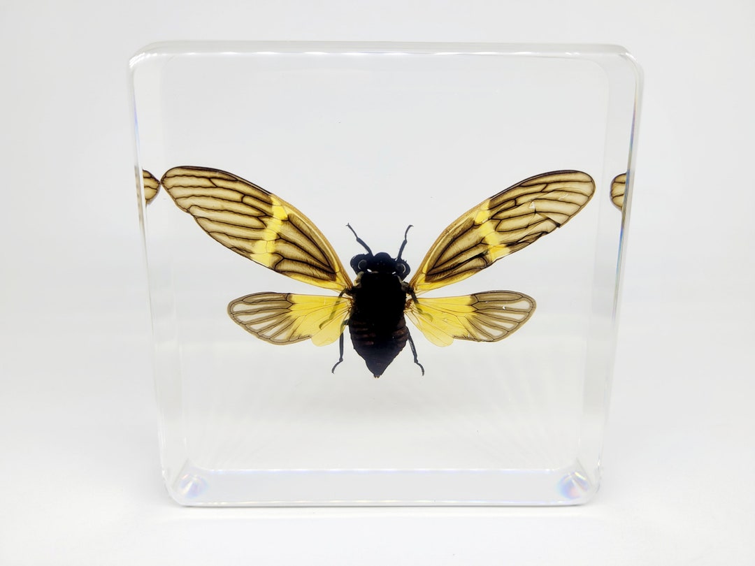 Butterfly Cicada in Lucite, Resin - Etsy