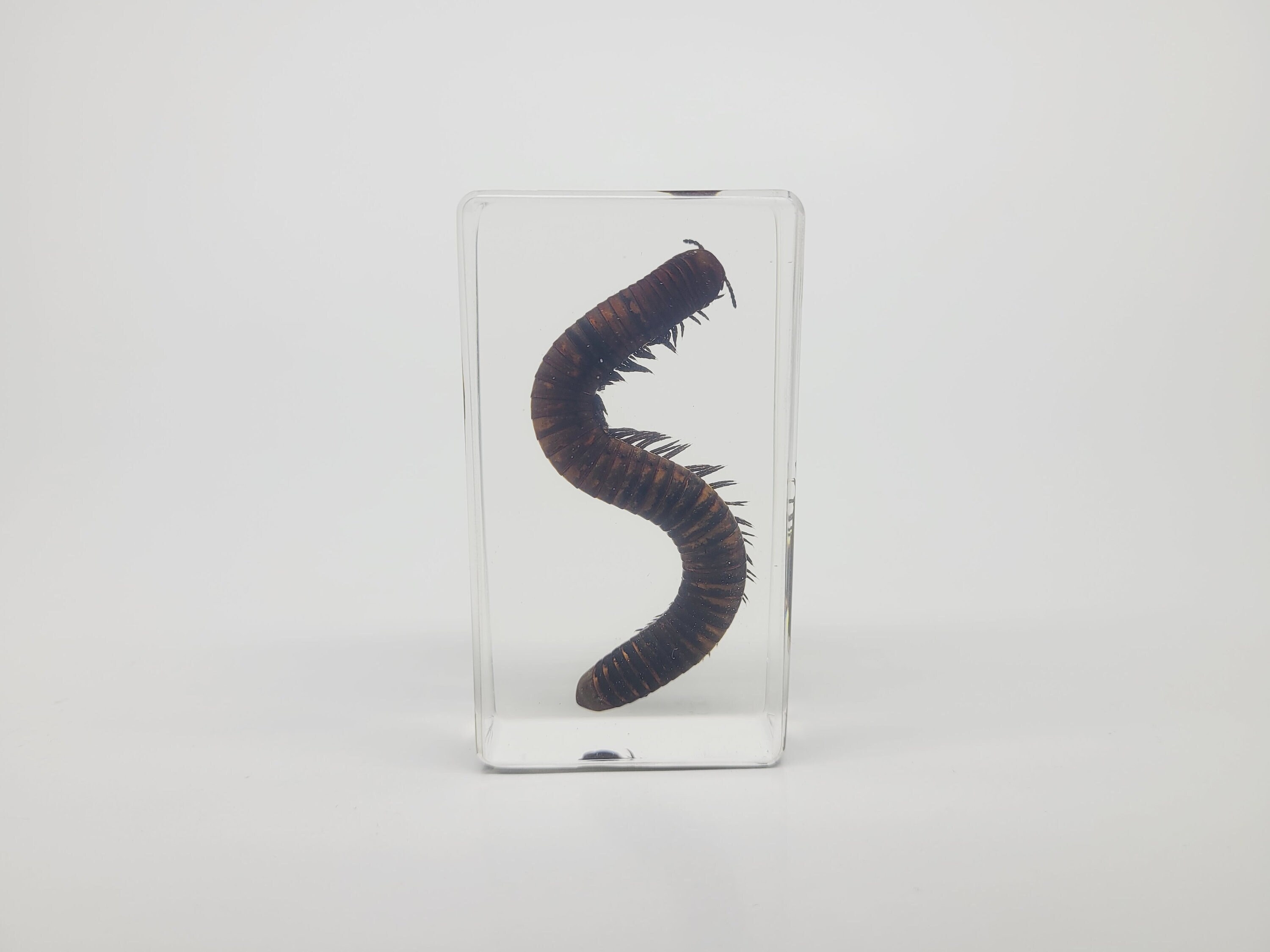 Giant African Millipede Drawing