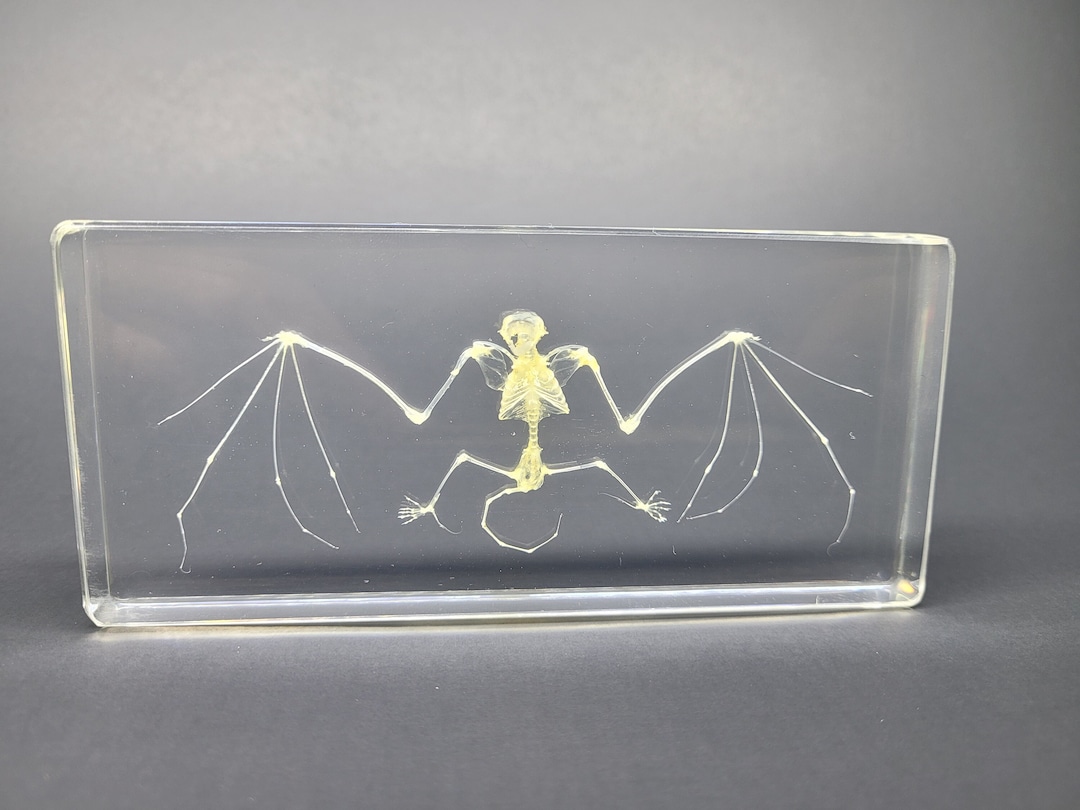 Large Bat Skeleton in Lucite, Resin - Etsy