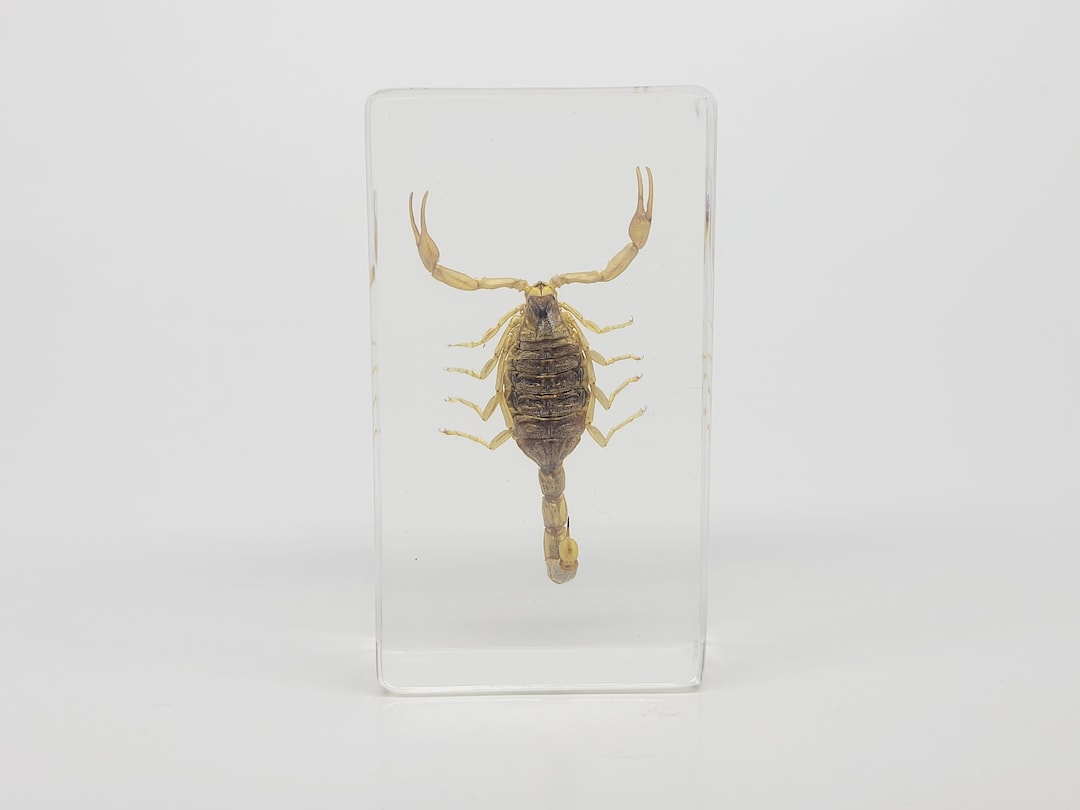 Large Brown Scorpion in Lucite, Resin - Etsy