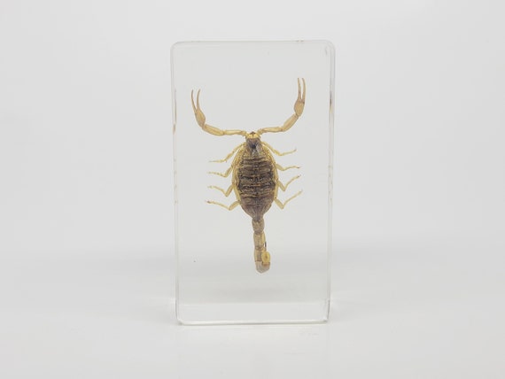 Large Brown Scorpion in Lucite Resin | Etsy