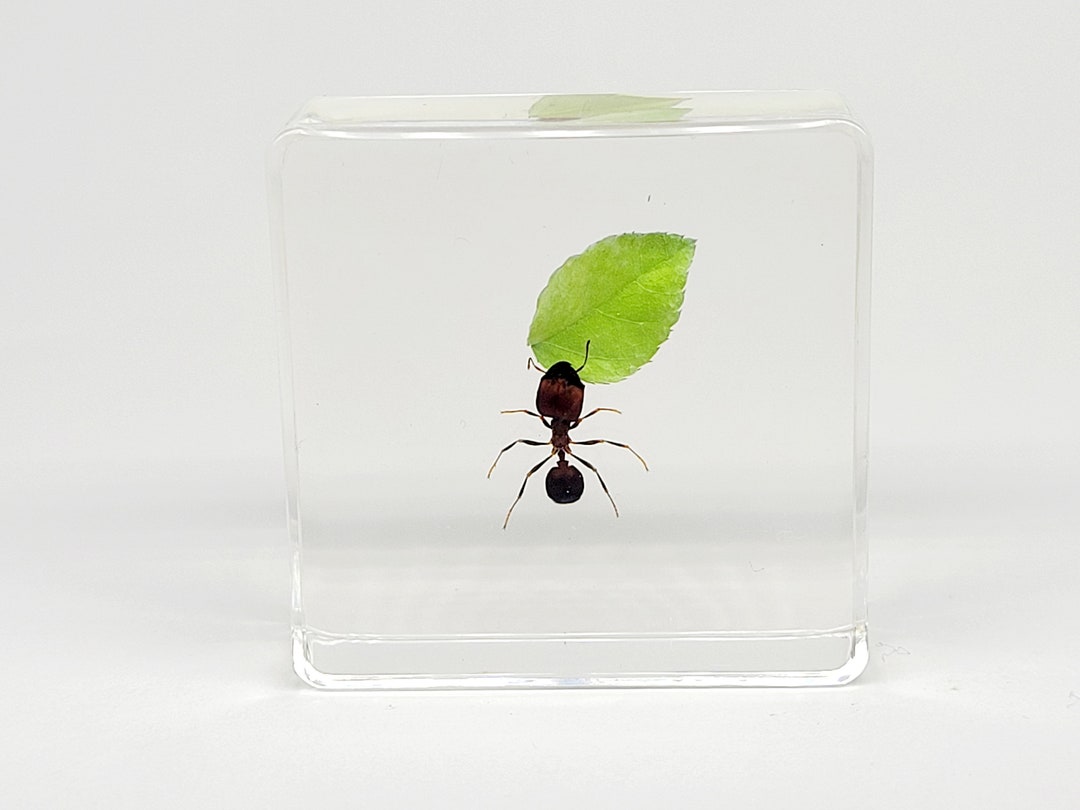 Marauder Ant in Lucite, Resin - Etsy
