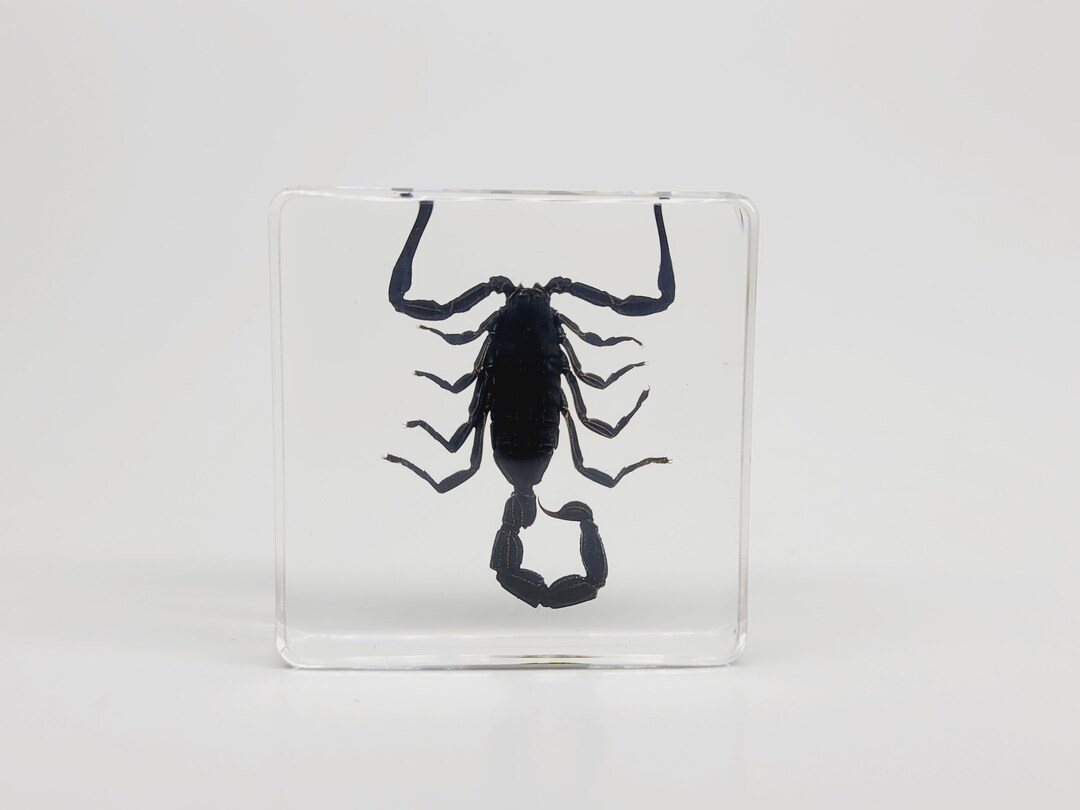 Real Black Scorpion in Lucite, Resin - Etsy