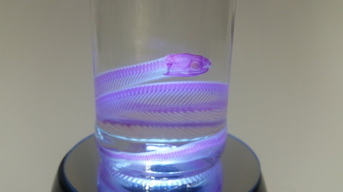 Round LED Display Base for Wet and Diaphonized Specimens - Etsy