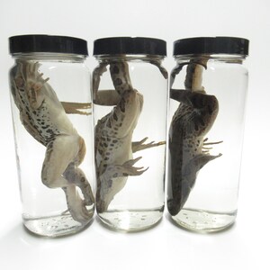 Preserved XL Frog, Wet Specimen, Mature - Etsy