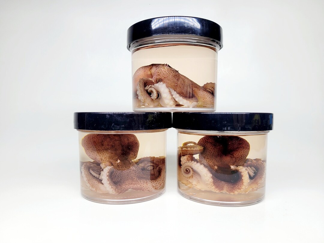 Preserved Octopus, Wet Specimen, Mature - Etsy