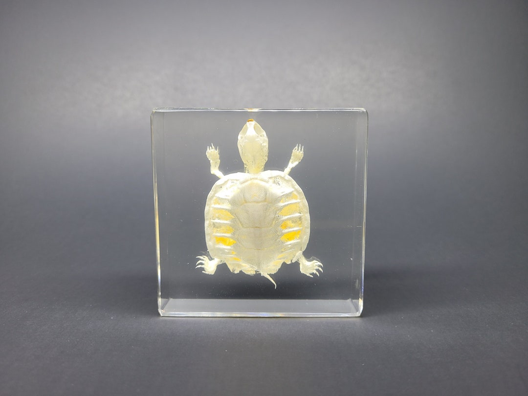 Real Baby Red-eared Slider Turtle Skeleton in Lucite, Resin - Etsy