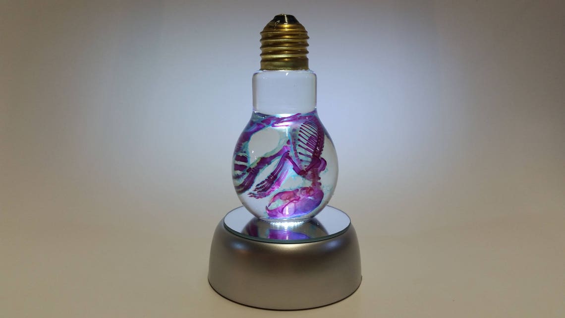 Round LED Display Base for Wet and Diaphonized Specimens - Etsy