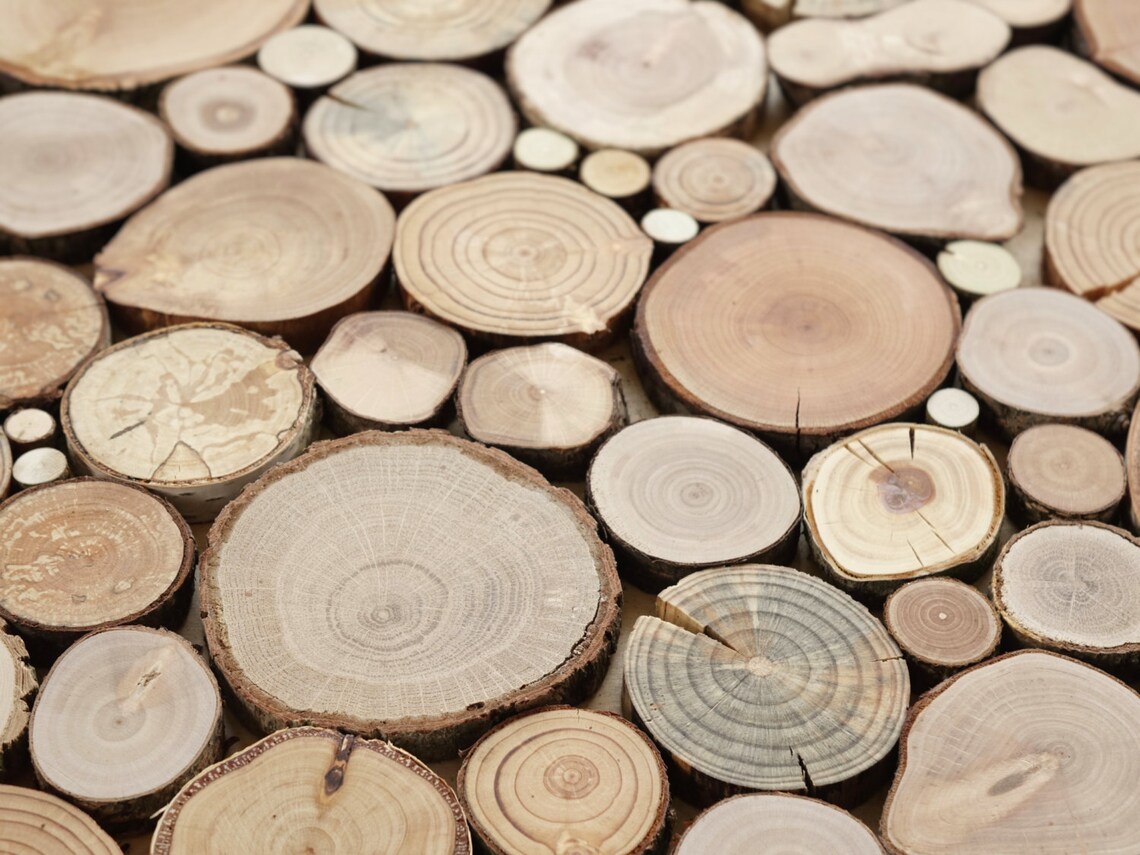 Wooden Wall Art a Set of 2, Tree Rounds Decor, Tree Slice Wall Board ...