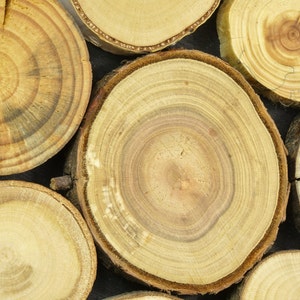 Round Wood Wall Art , Tree Rounds Decor, Holzwand Kunst, Tree Slices ...