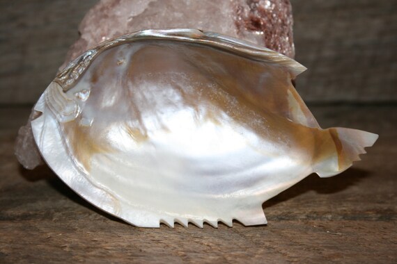 Fish Shaped Shell - Etsy